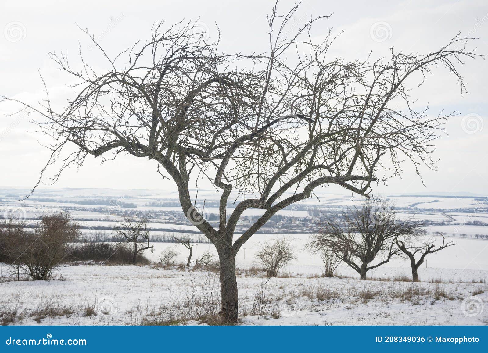 Leafless Trees in the Winter with a Snow Stock Photo - Image of travel ...
