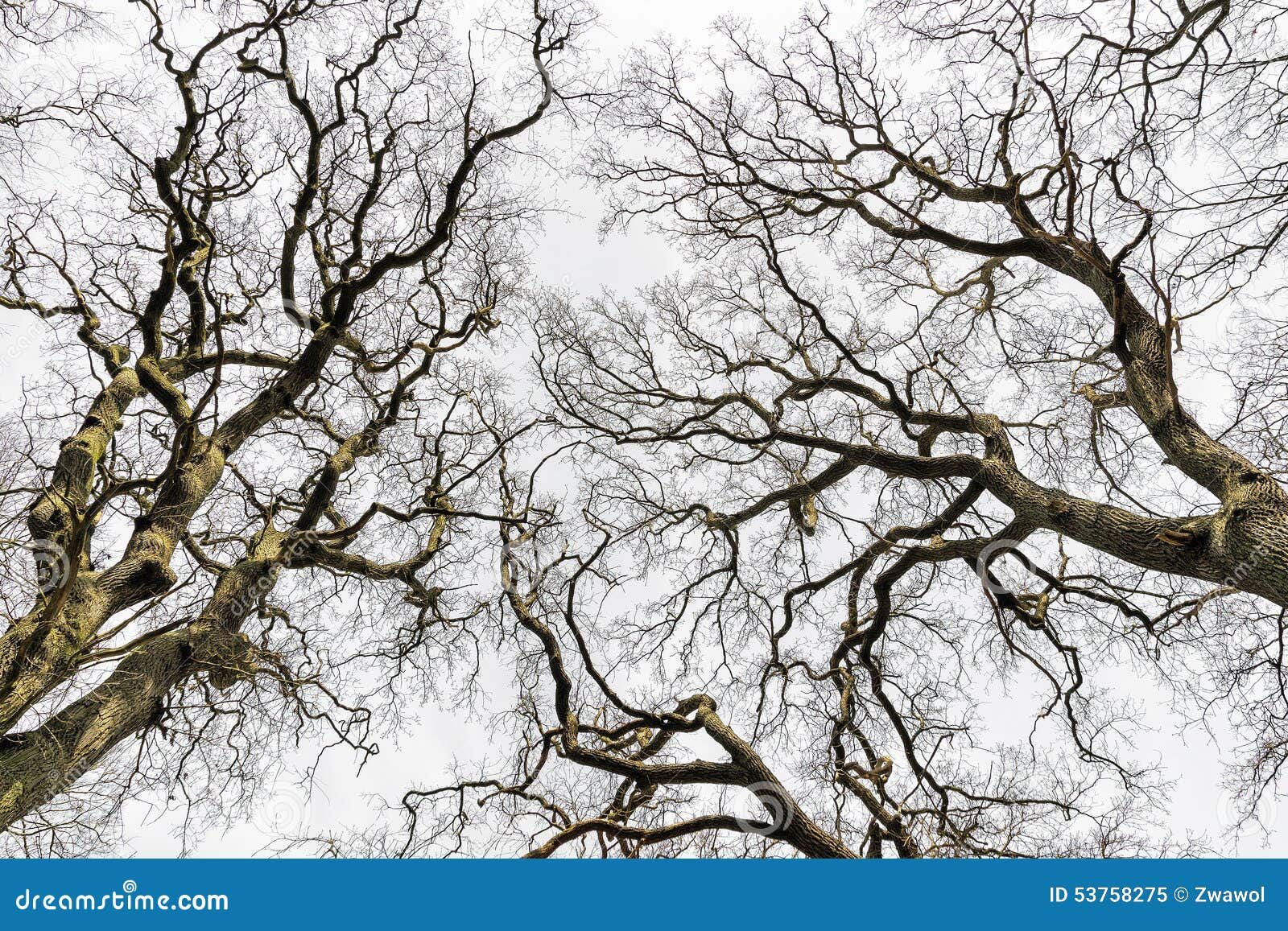 Leafless Treetops stock image. Image of growth, season - 53758275
