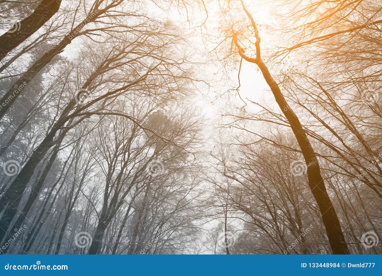 Leafless Treetops in Winter Sunset Stock Photo - Image of sunset ...