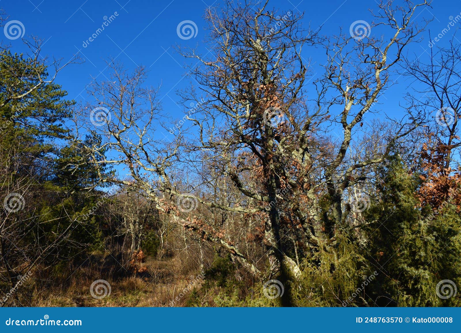 Leafless Turkey Oak or Austrian Oak Stock Photo - Image of cerris, bare ...
