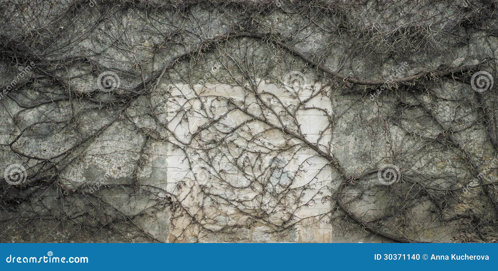 323 Leafless Vine Stock Photos - Free & Royalty-Free Stock Photos from ...