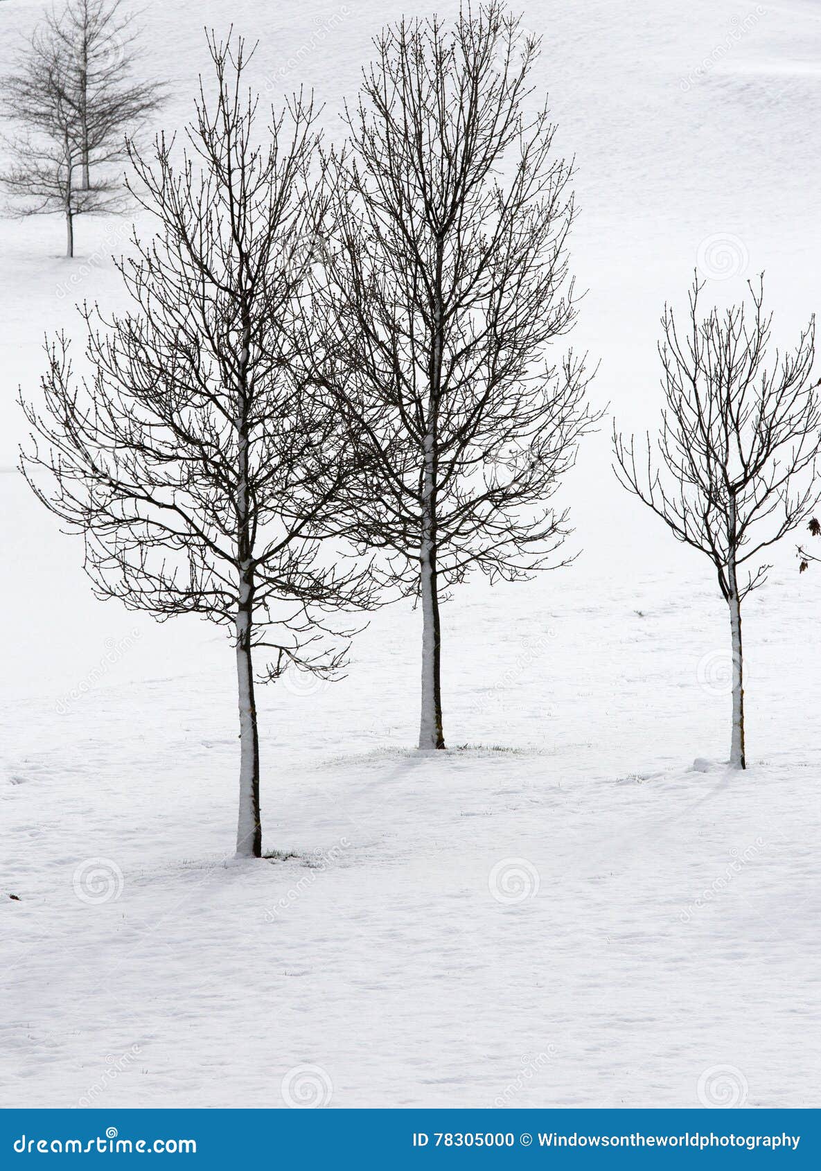 Leafless Winter Trees in Snow Stock Photo - Image of pretty ...