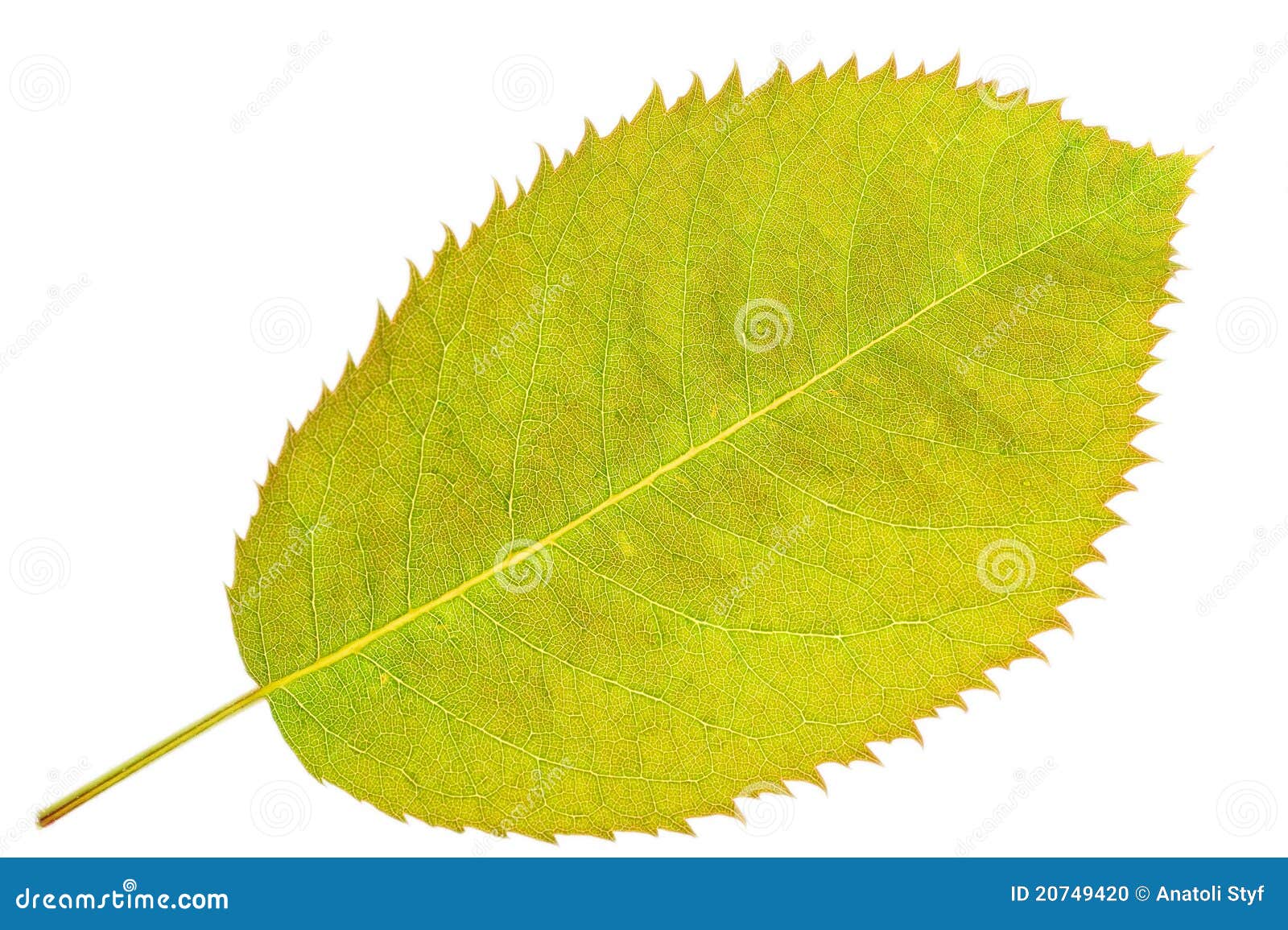 Leaflet stock photo. Image of botanical, close, leaf - 20749420