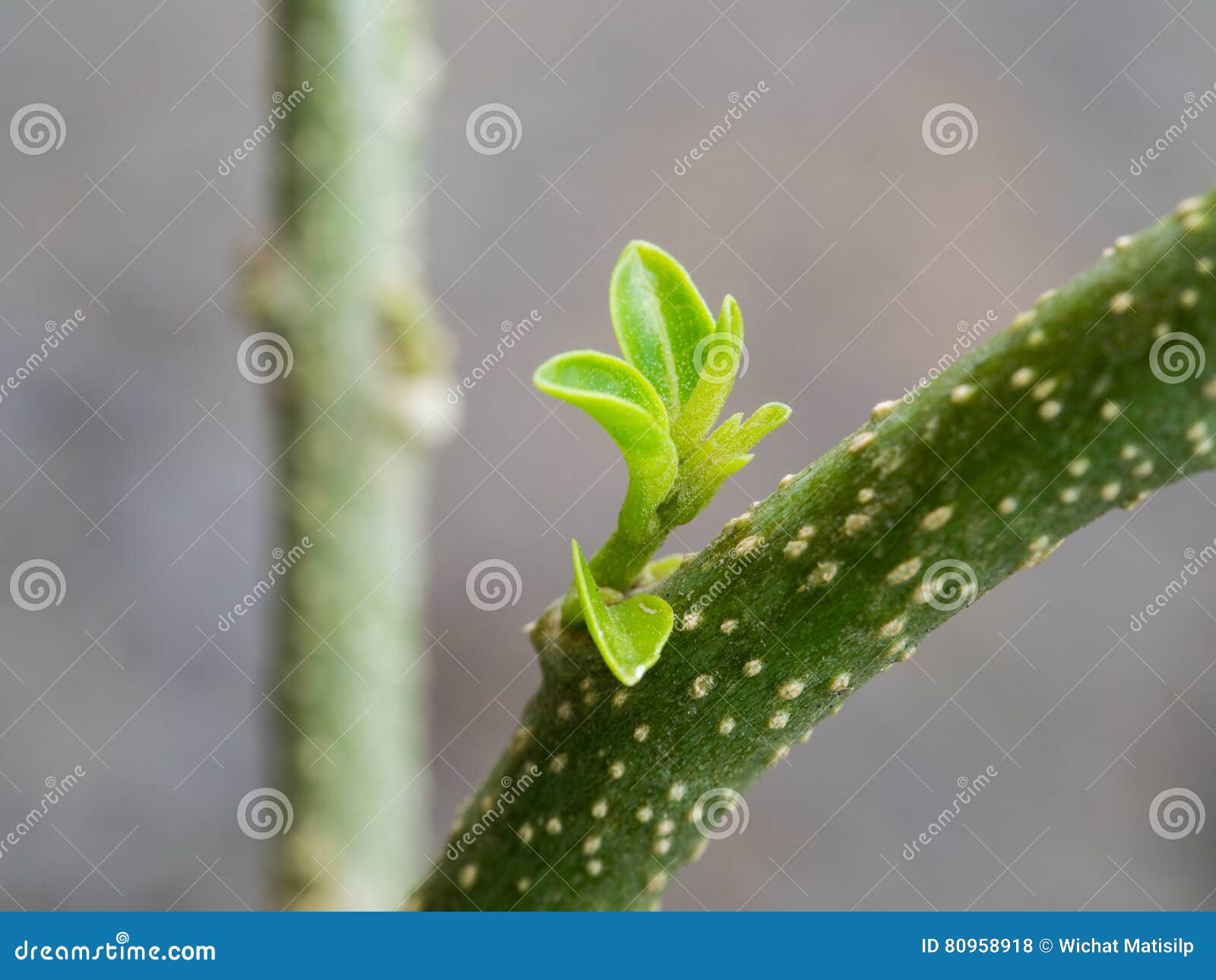 Tembusu Leaf (Fagraea Fragrans Roxb.) Isolated On White Backgrou ...