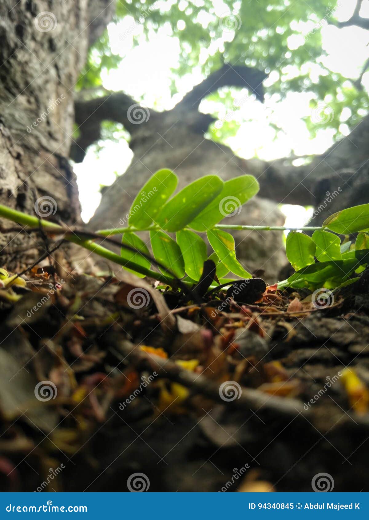 Leaflet on a tree stock image. Image of greenery, green - 94340845