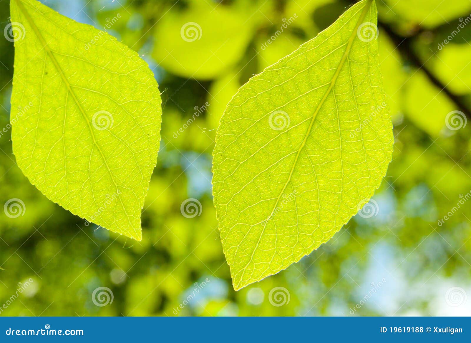 Leaflets stock photo. Image of copy, greens, nature, beautiful - 19619188