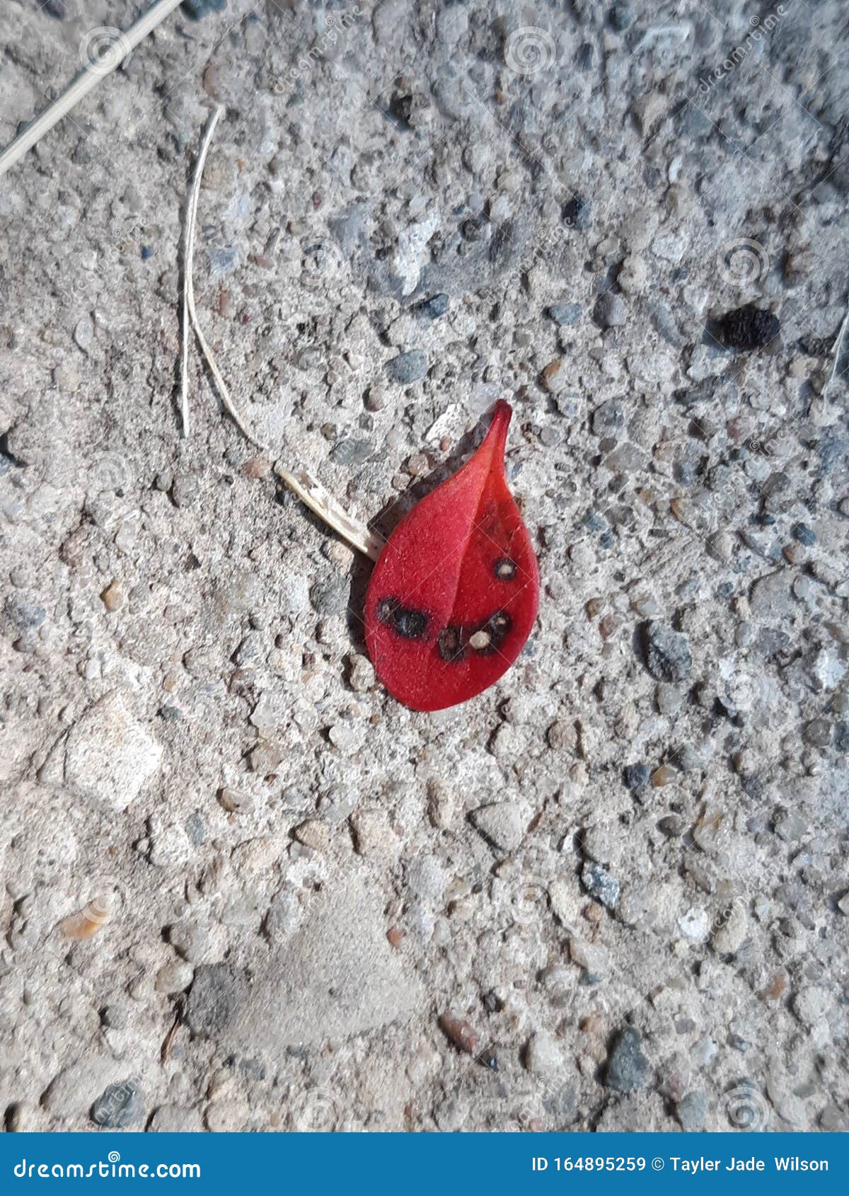 Leafpool Stock Photos - Free & Royalty-Free Stock Photos from Dreamstime