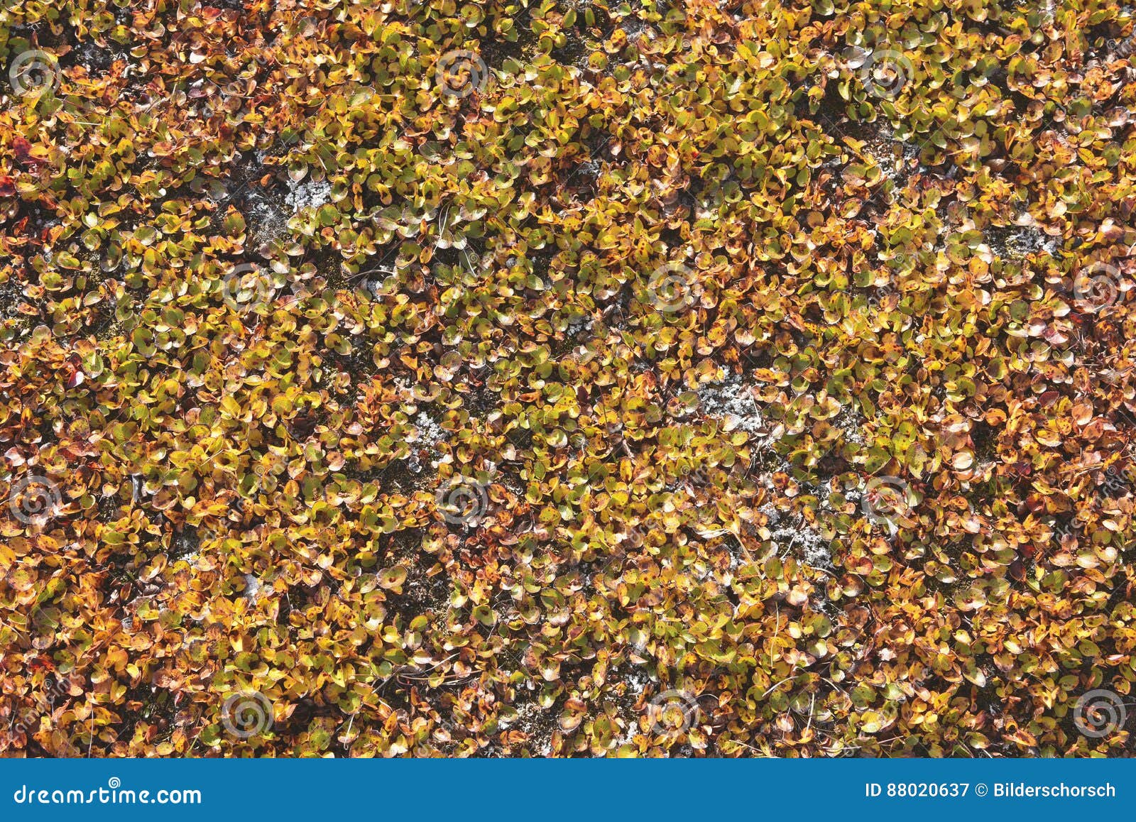 Leafs in arctic stock image. Image of leafs, arctic, foliage - 88020637