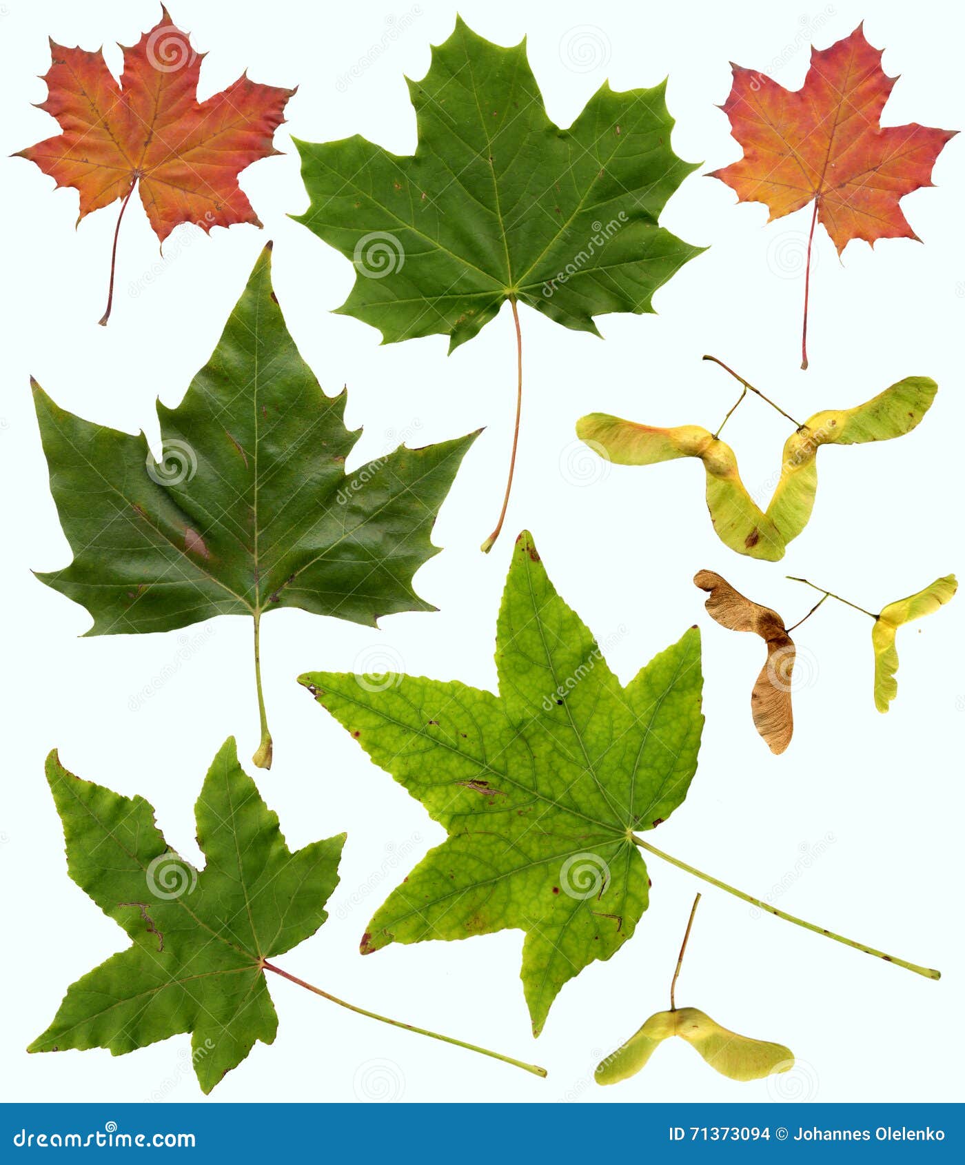 Leafs assortment stock photo. Image of green, exempt - 71373094