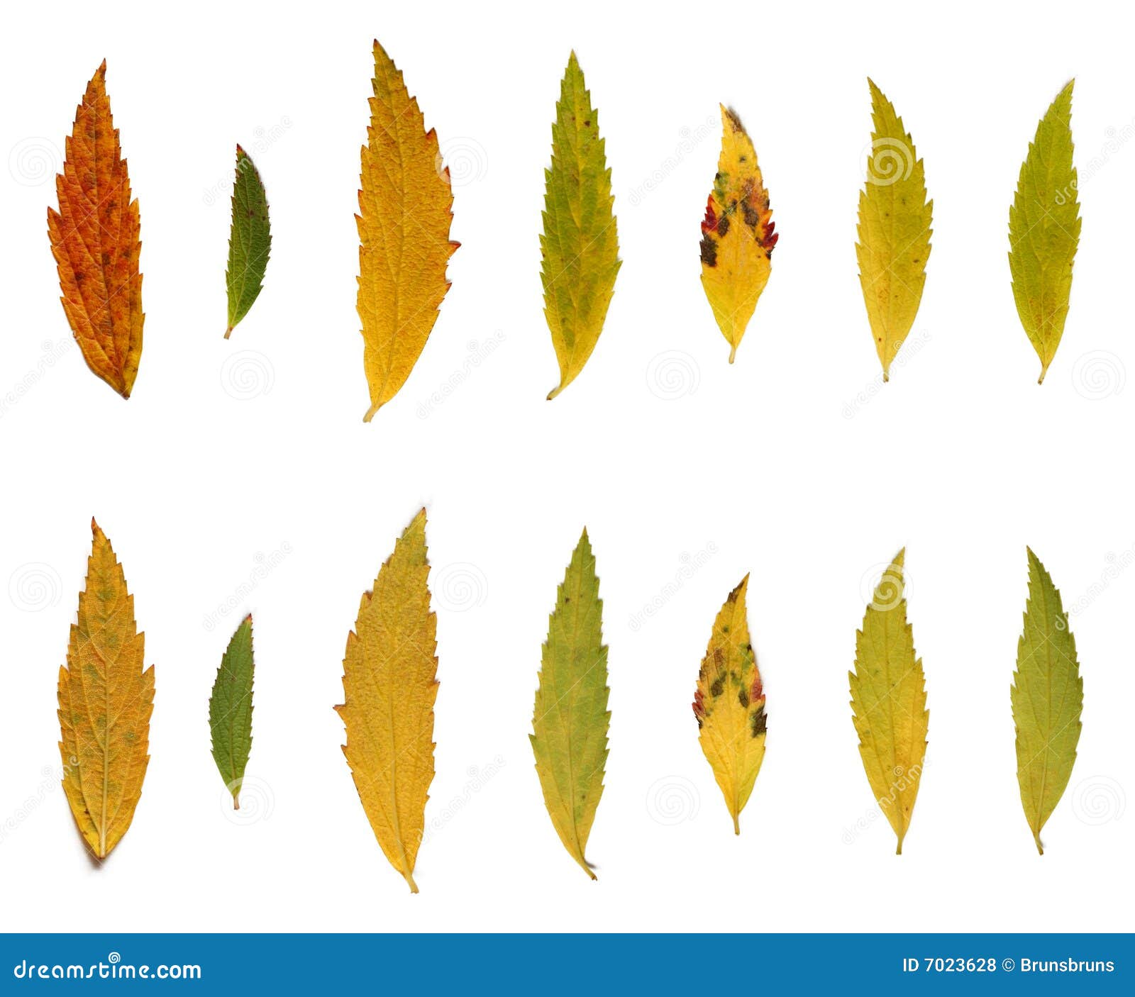 Leafs, autumn colors stock photo. Image of organic, darkgreen - 7023628