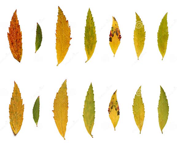 Leafs, autumn colors stock photo. Image of organic, darkgreen - 7023628