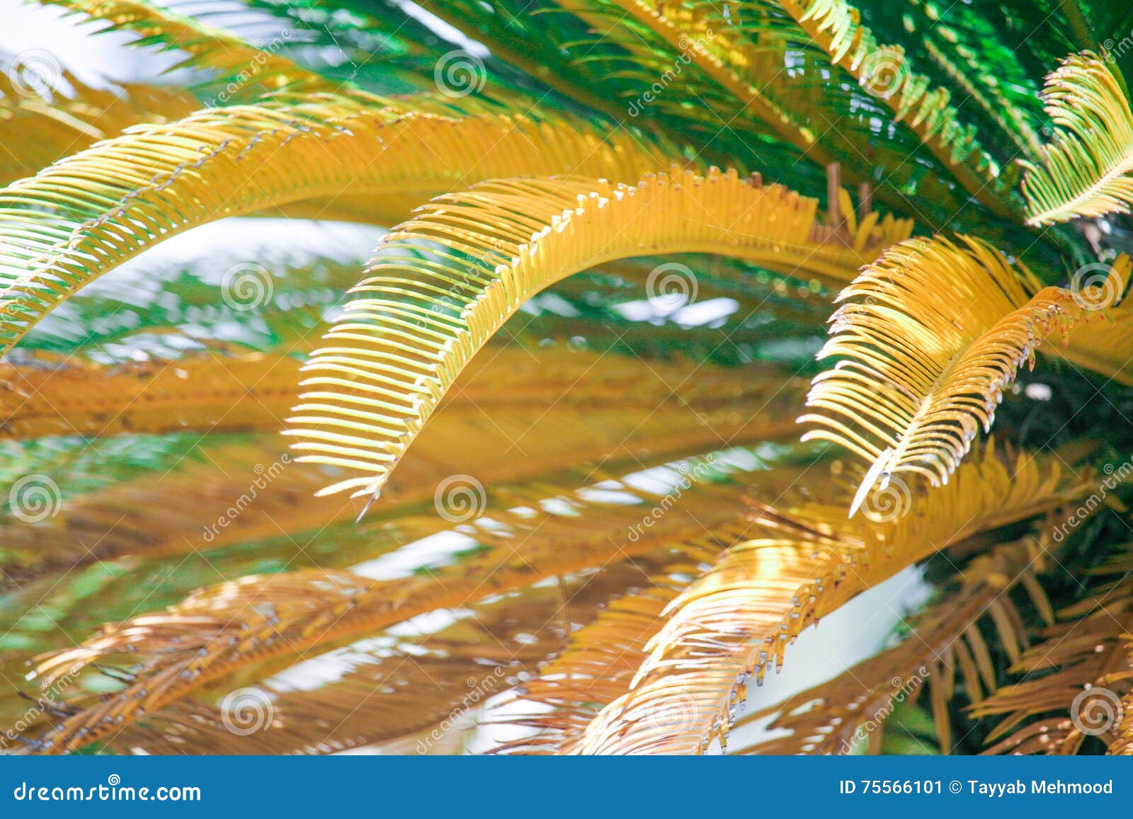 Leafs of Baby Tree of Date Palm Stock Image - Image of baby, golden ...