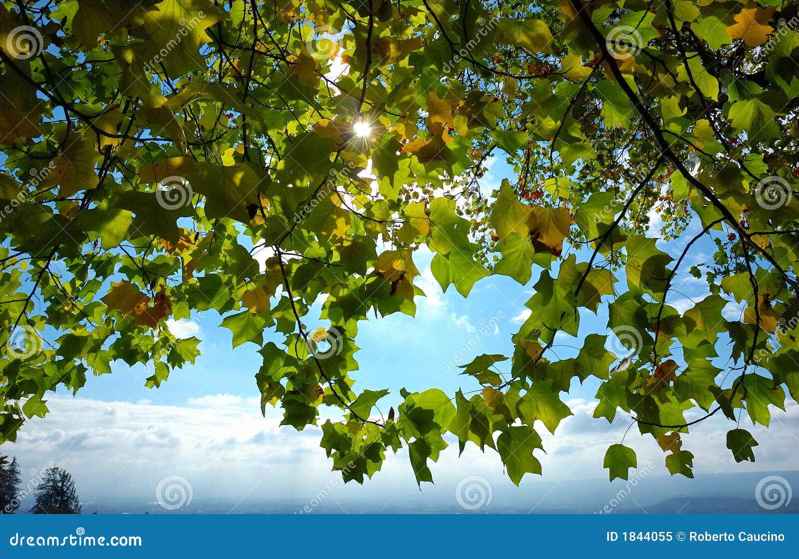 Leafs in backlight stock image. Image of pure, leafs, nature - 1844055