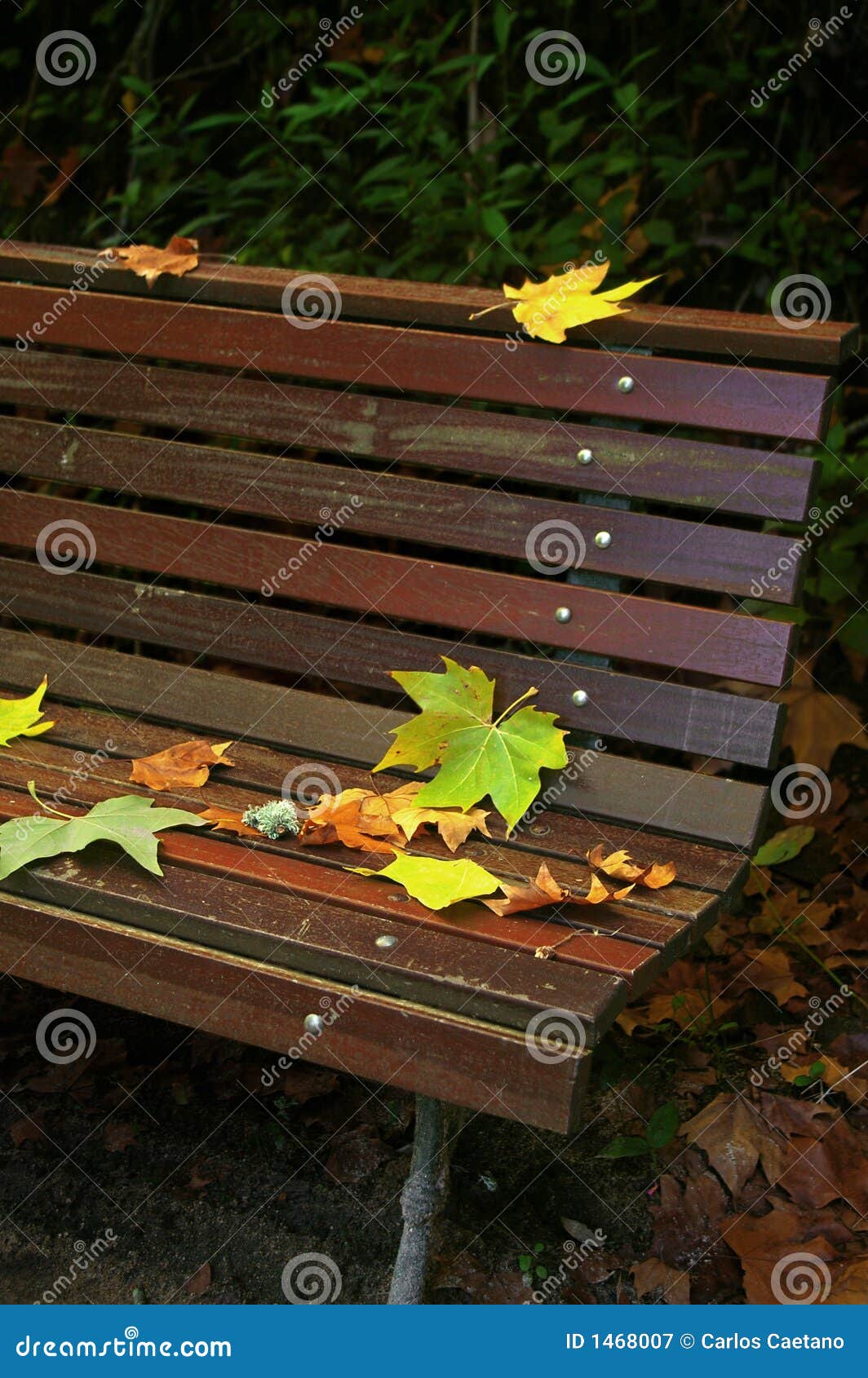 Leafs In Bench Picture. Image: 1468007