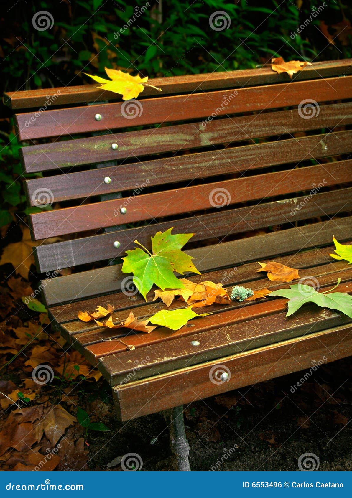 Leafs in Bench stock photo. Image of leafs, colors, picturesque - 6553496