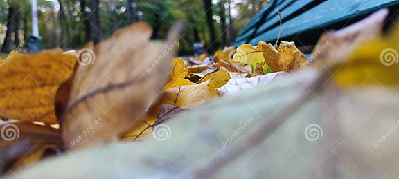 Leafs and Bench in a Beautiful Close-up Stock Photo - Image of leaf ...