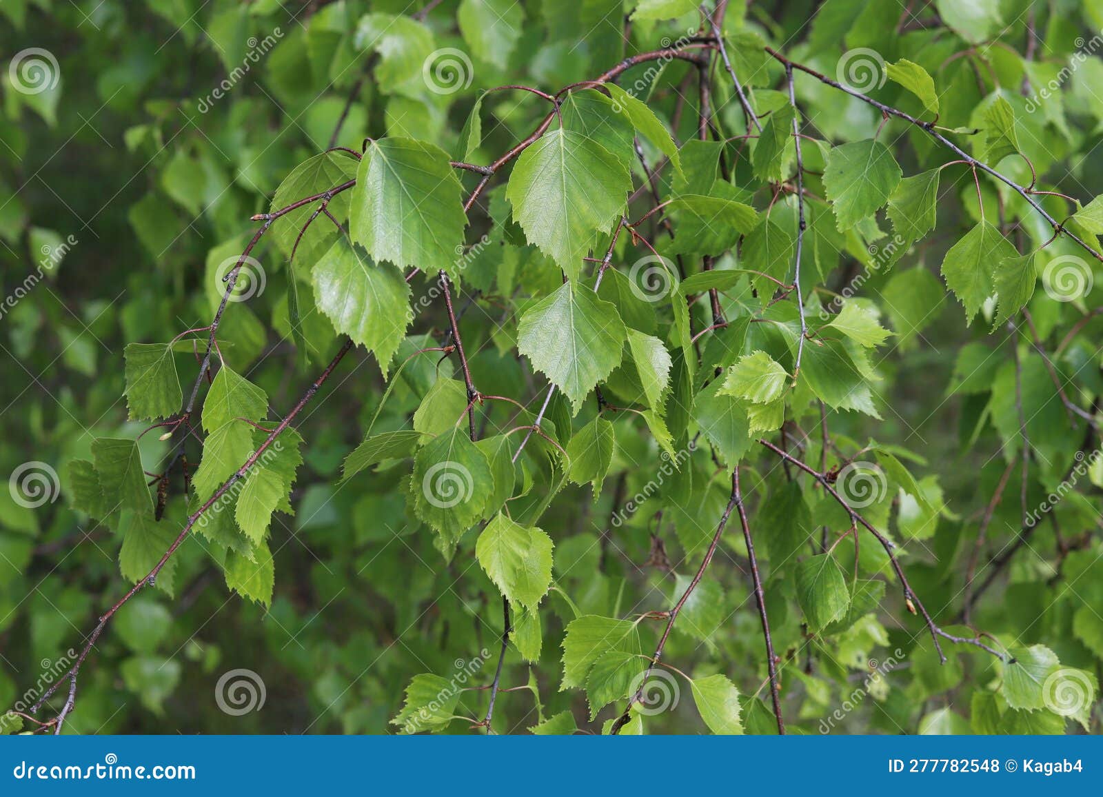 Leafs of Betula Pendula Tree, Silver Birch, Spring. Stock Photo - Image ...
