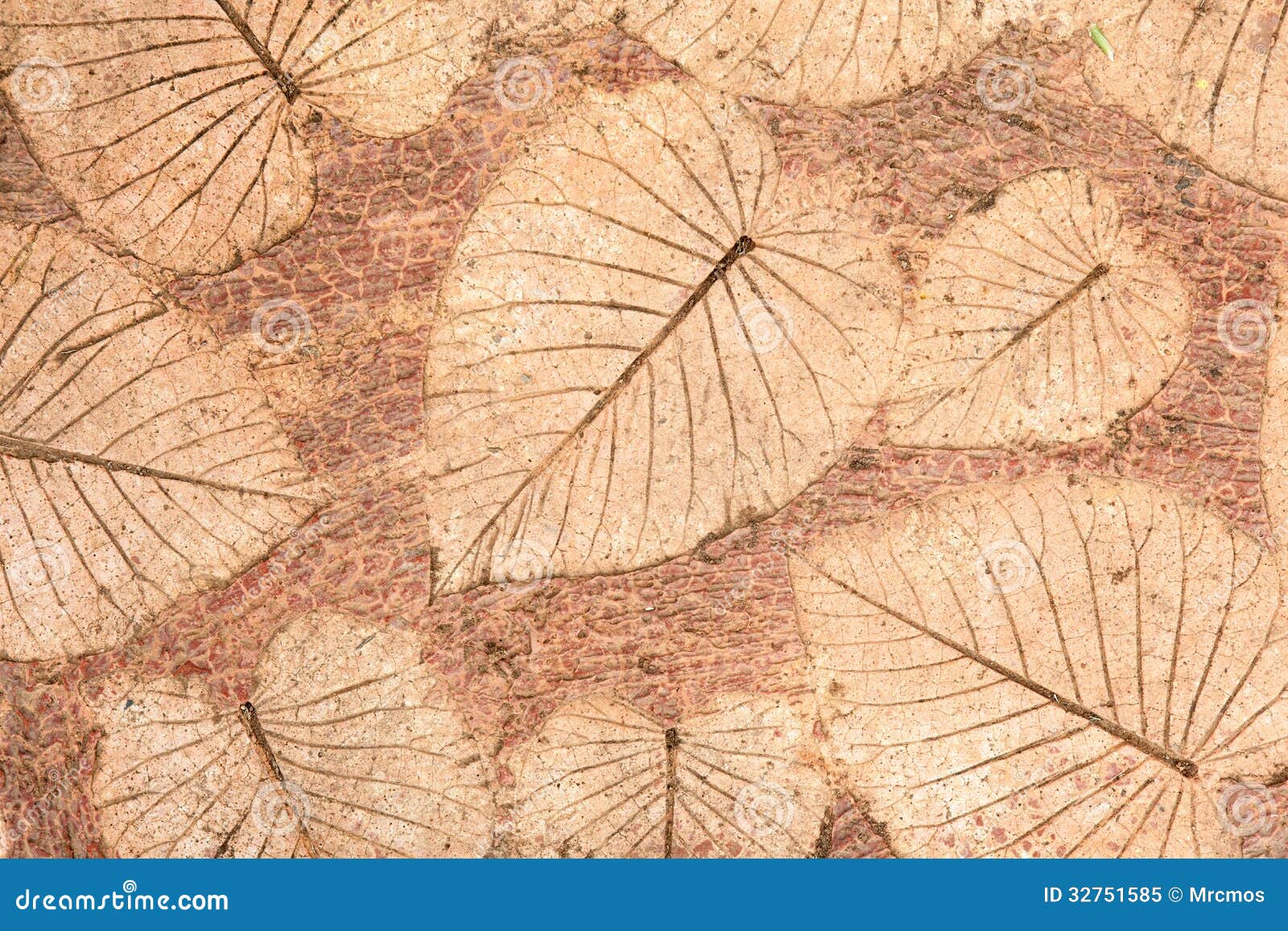 Leafs on Cement stock image. Image of detail, ground - 32751585