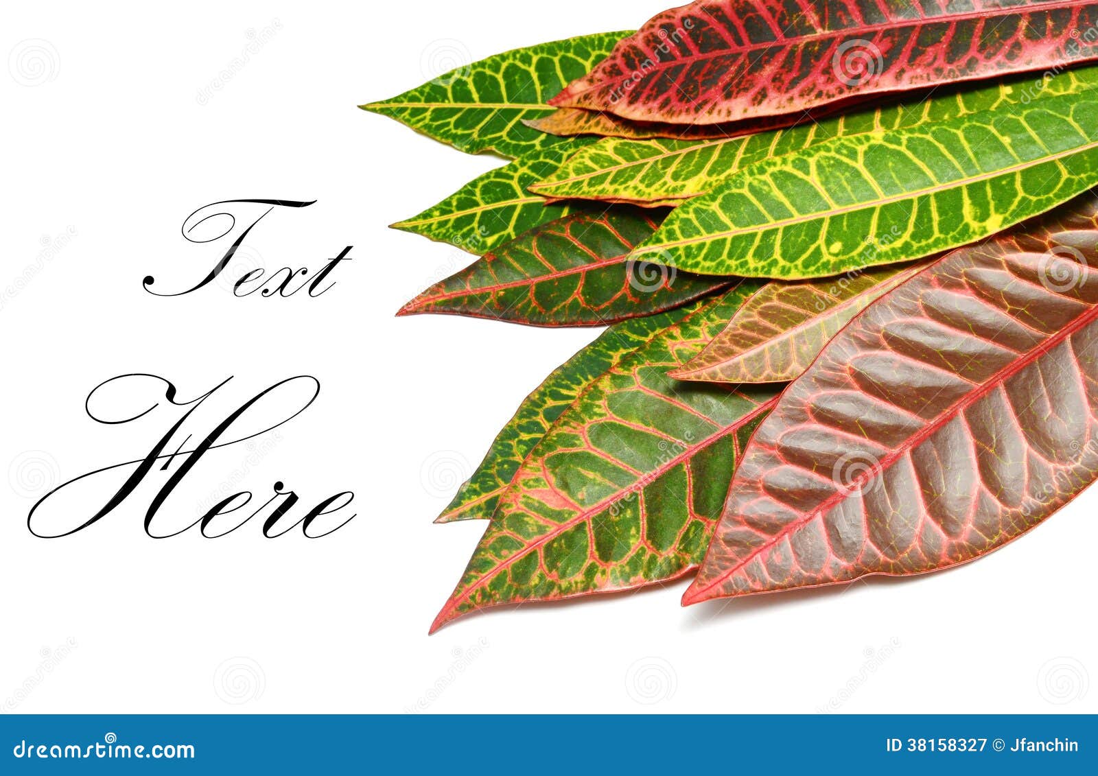 Leafs with colors stock image. Image of flowering, decorate - 38158327