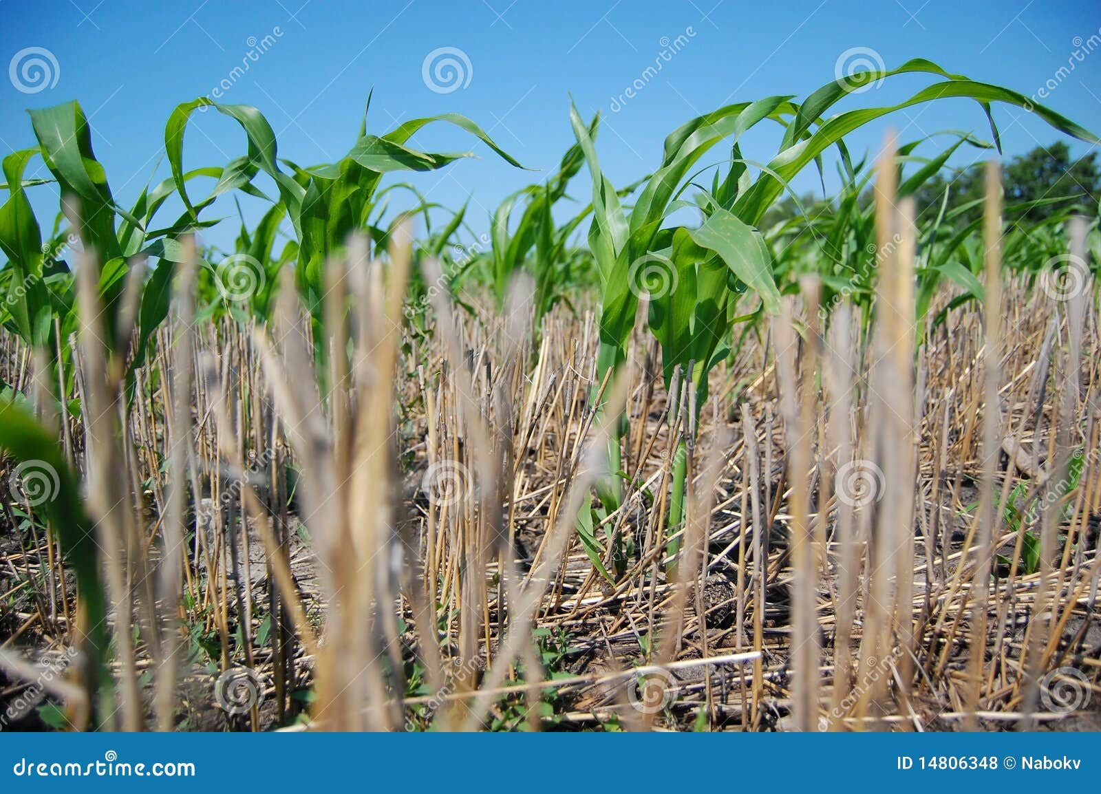 Leafs of corn and straw stock photo. Image of agriculture - 14806348