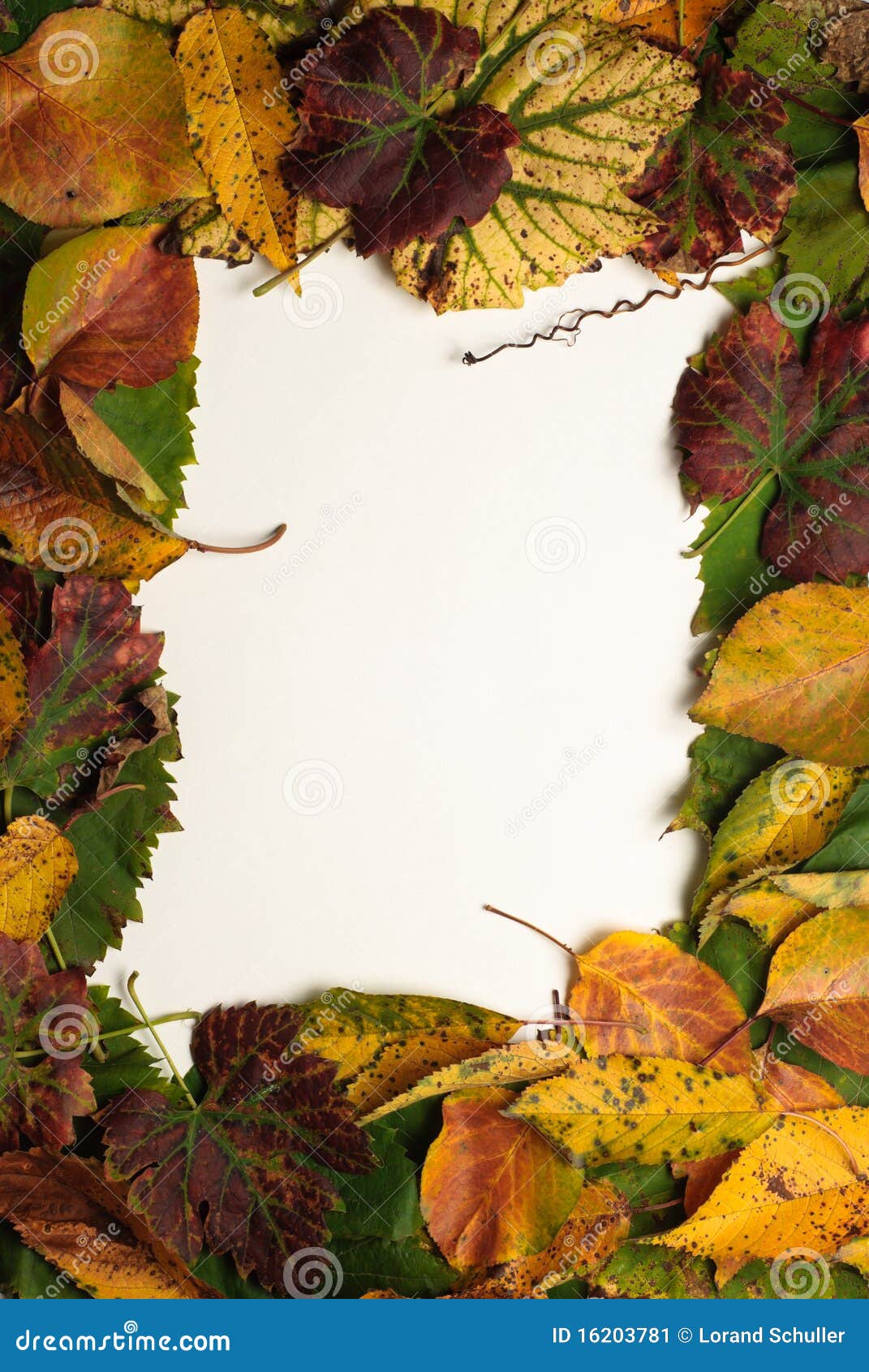 Leafs Frame stock image. Image of seasons, november, nature - 16203781