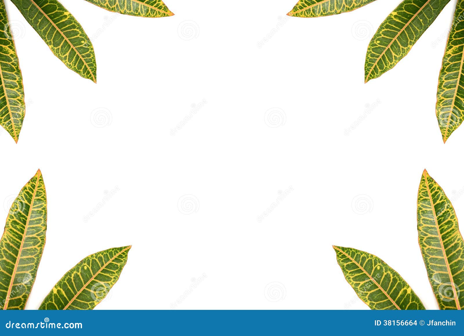 Leafs frame 5 stock photo. Image of garden, lively, beauty - 38156664