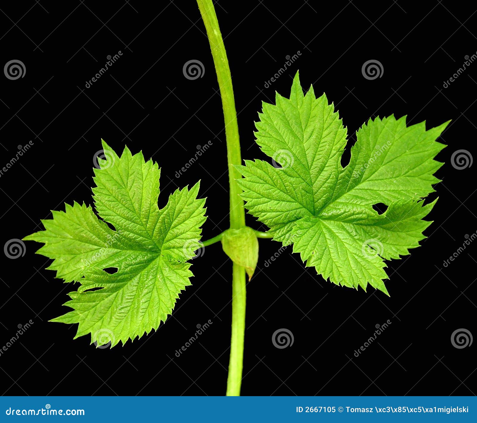 Leafs isolated stock image. Image of leaf, light, floral - 2667105