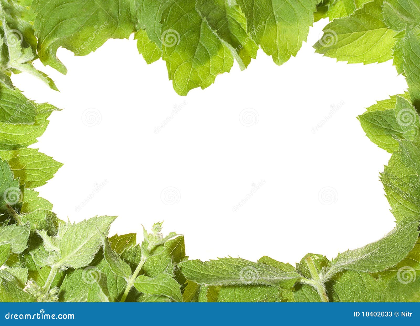 Leafs mint as frame stock image. Image of nutritious - 10402033