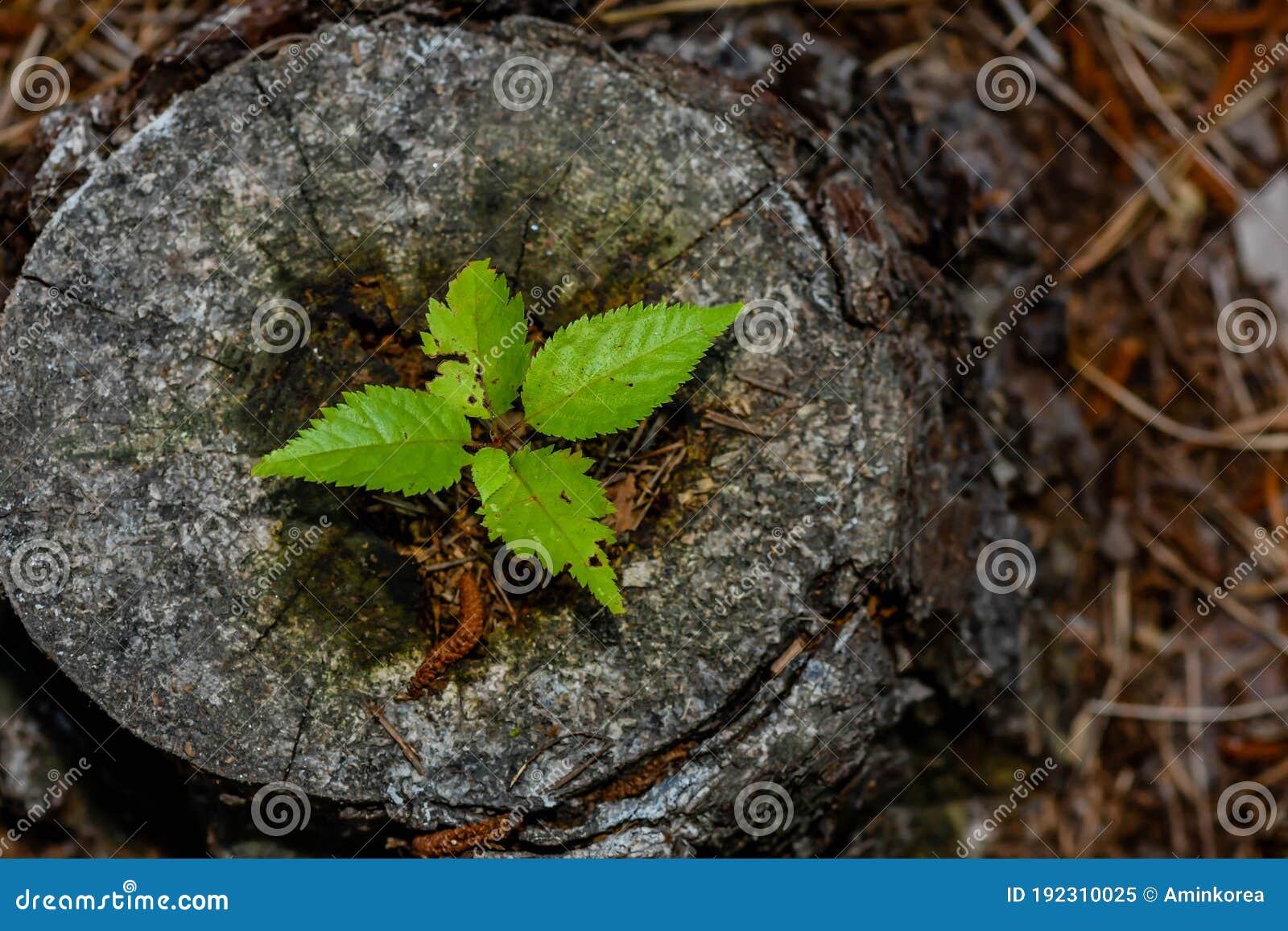 Leafs of New Tree Growing Inside Stump of Old Tree Stock Image - Image ...