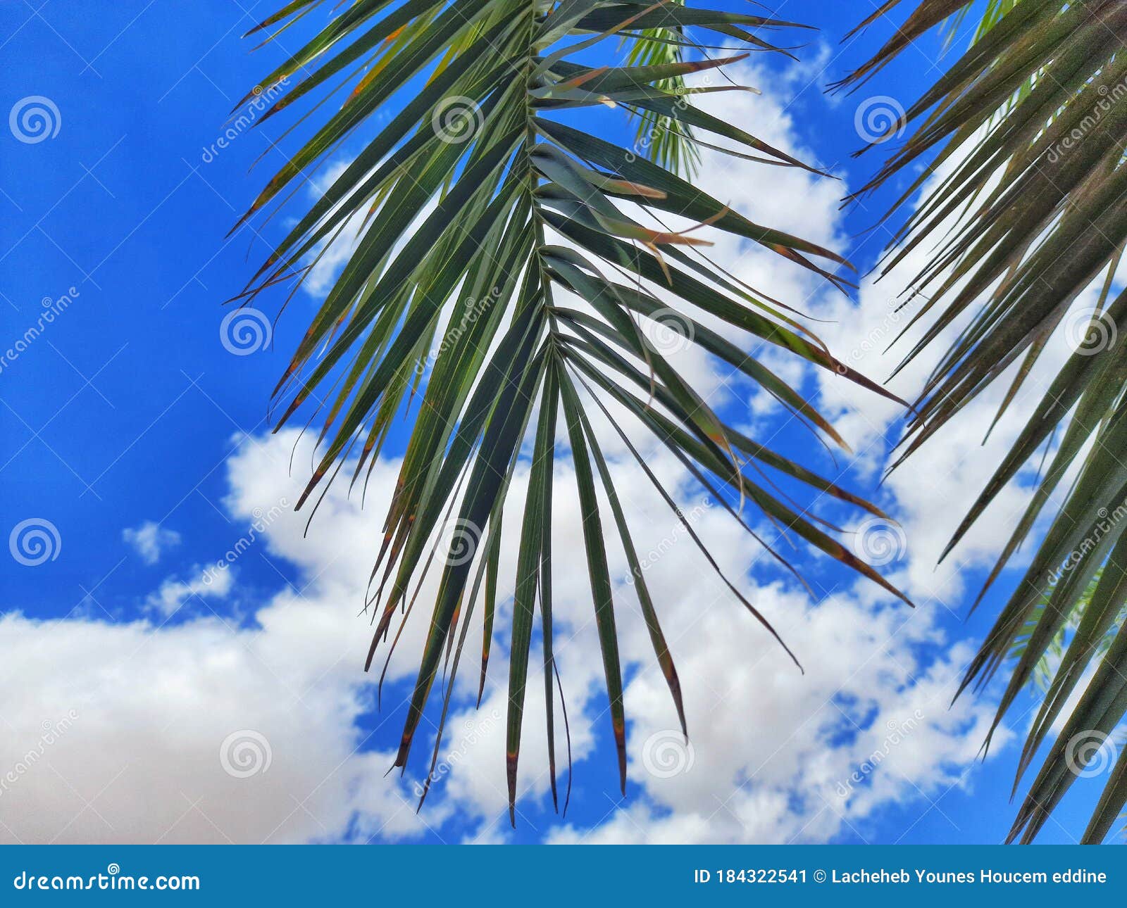 Leafs of Palm Tree in Desert of Algeria Stock Image - Image of desert ...