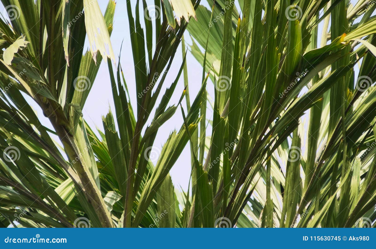 Leafs of Palmetto Texture Pattern Against Blue Sky Stock Image - Image ...