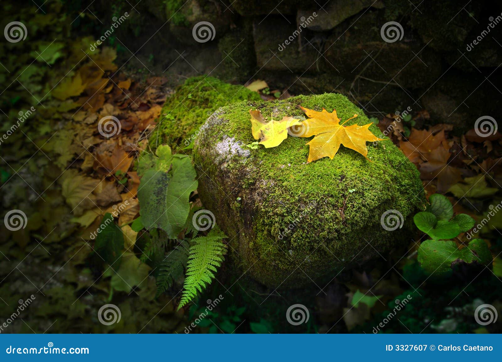 Leafs on Rock stock image. Image of environment, element - 3327607