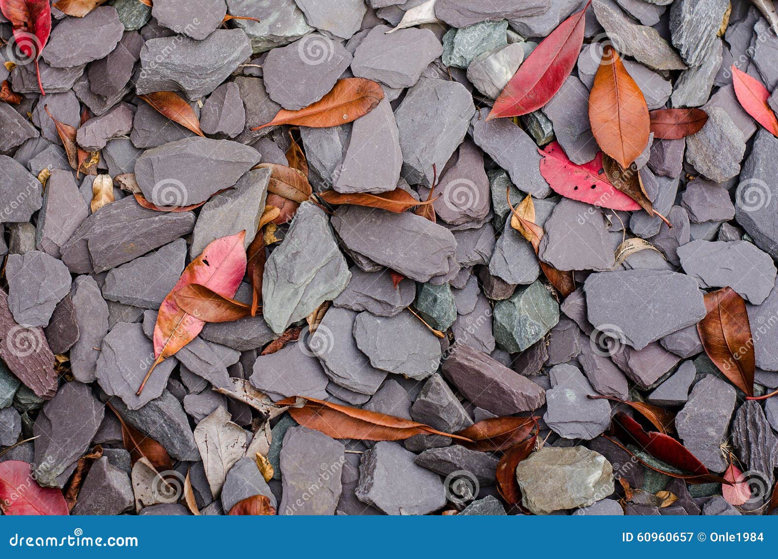 Leafs on rocks stock image. Image of garden, leaf, detail - 60960657