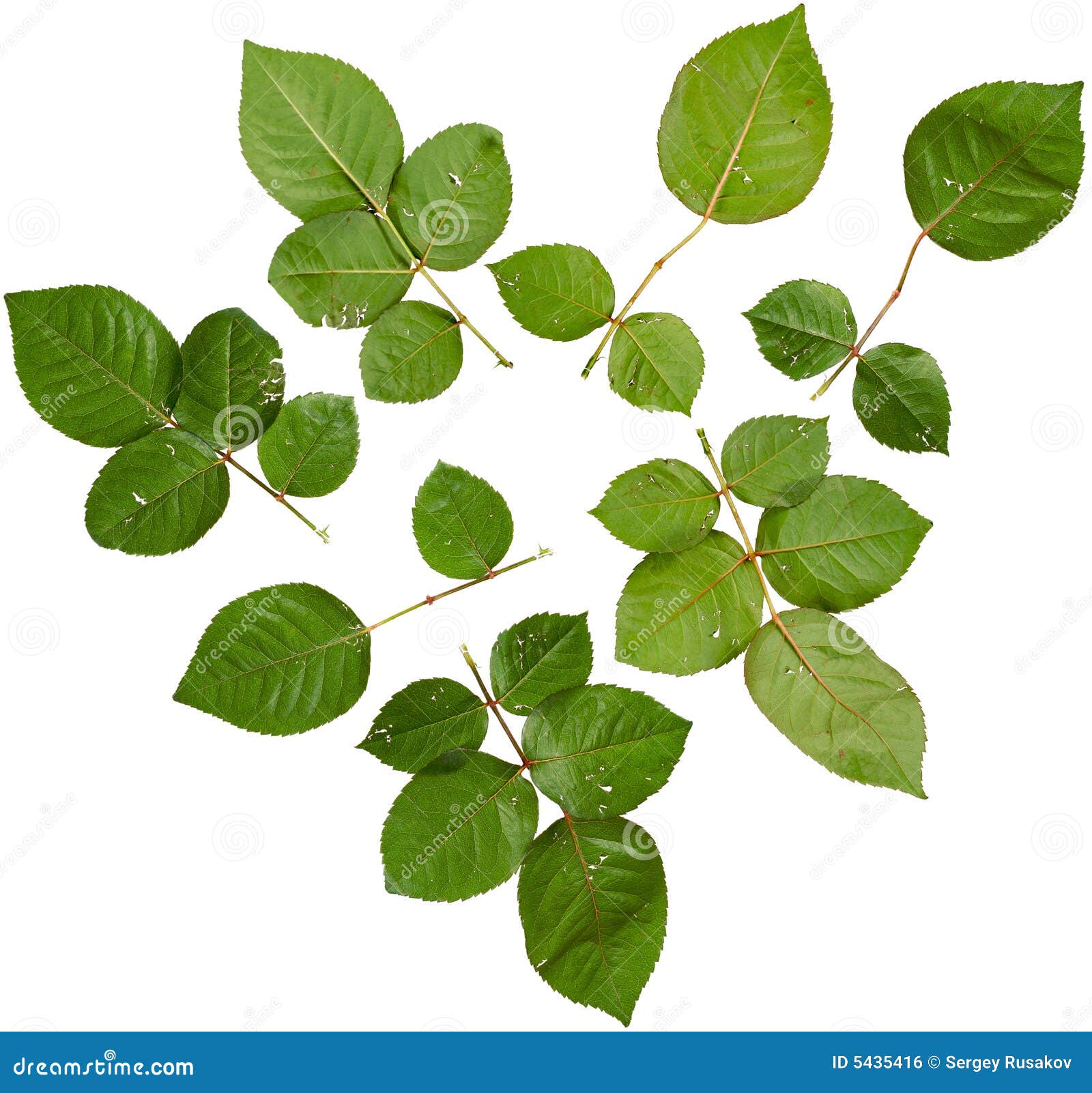 Leafs roses XXL stock photo. Image of isolated, rear, leaf - 5435416