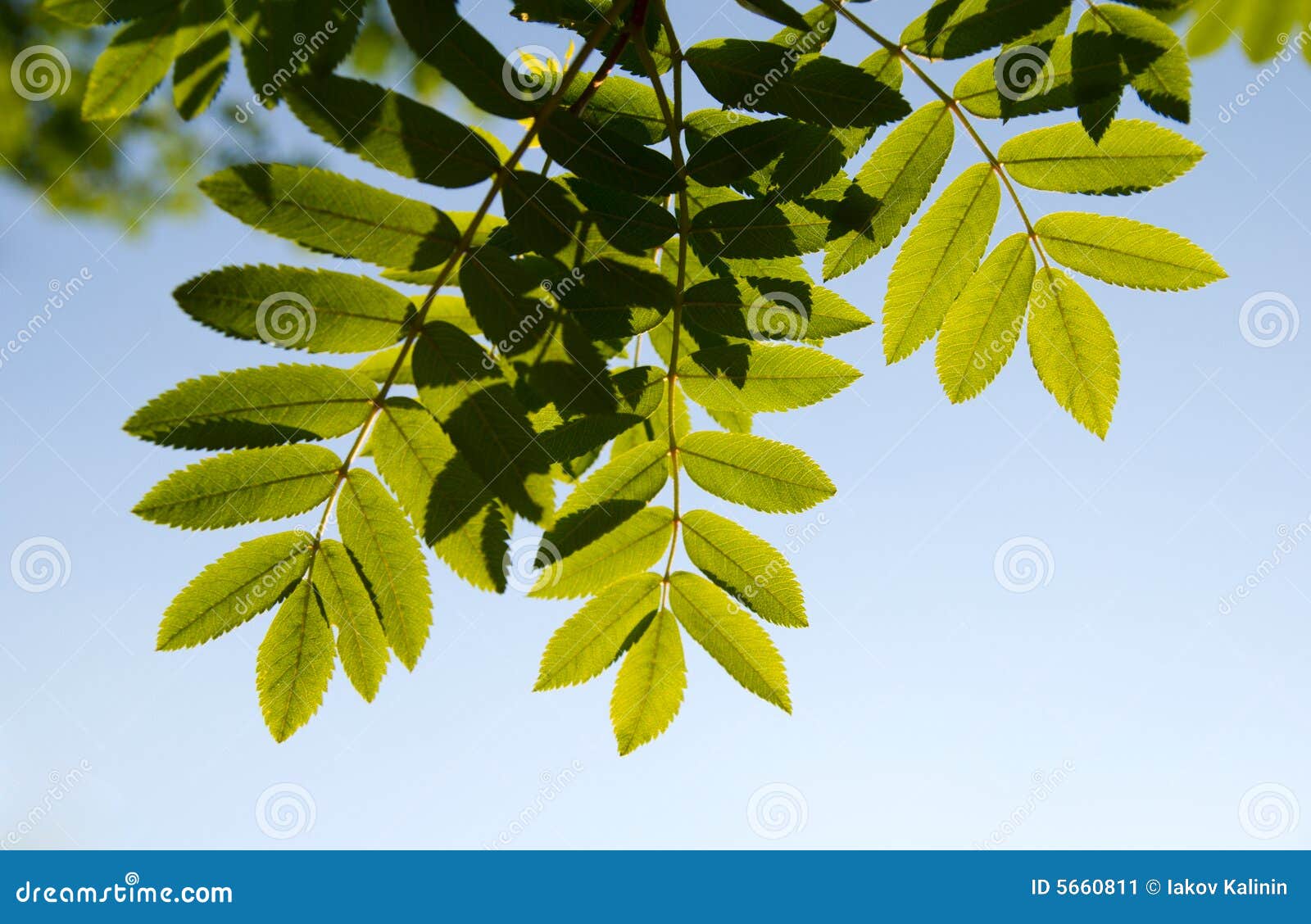 Leafs of rowan-tree stock image. Image of grass, reflection - 5660811