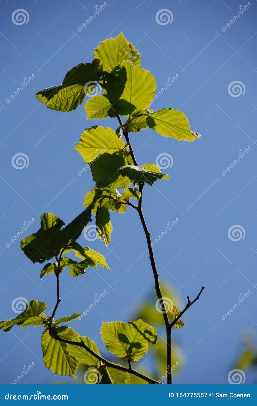 Leafs Scape Field Tree Limburg Stock Image - Image of scape, limburg ...