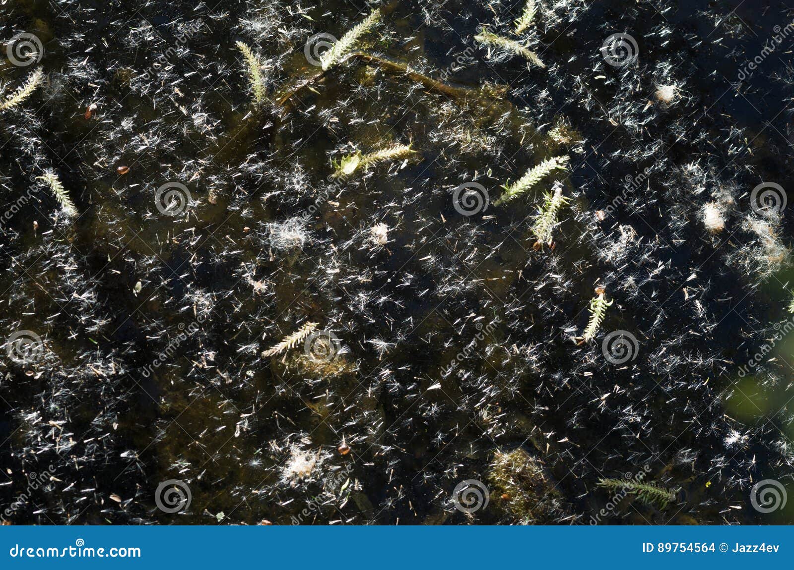 Leafs and Seeds Floating upon Trhe Water Stock Photo - Image of ...
