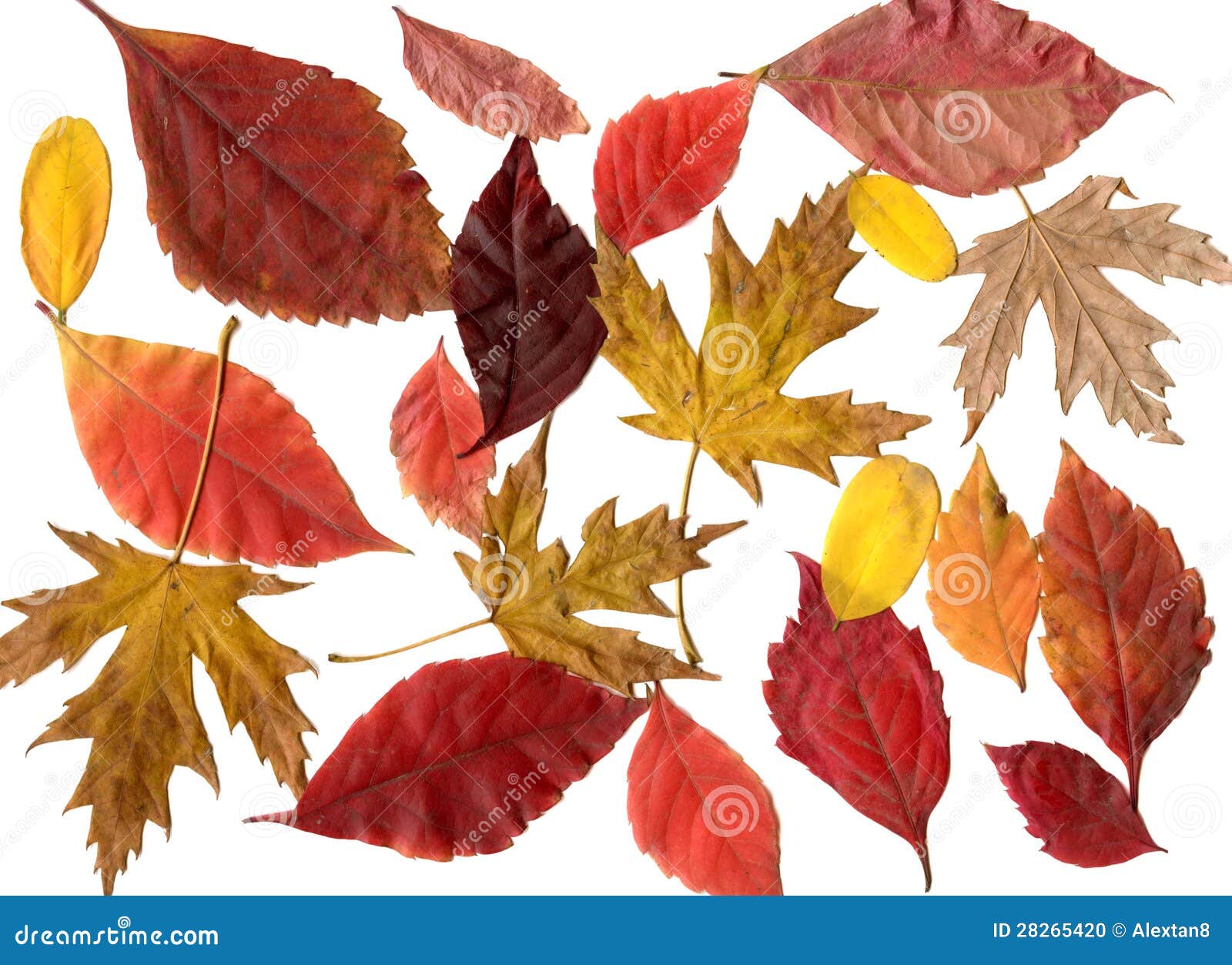 Leafs set stock photo. Image of europe, plant, saturated - 28265420