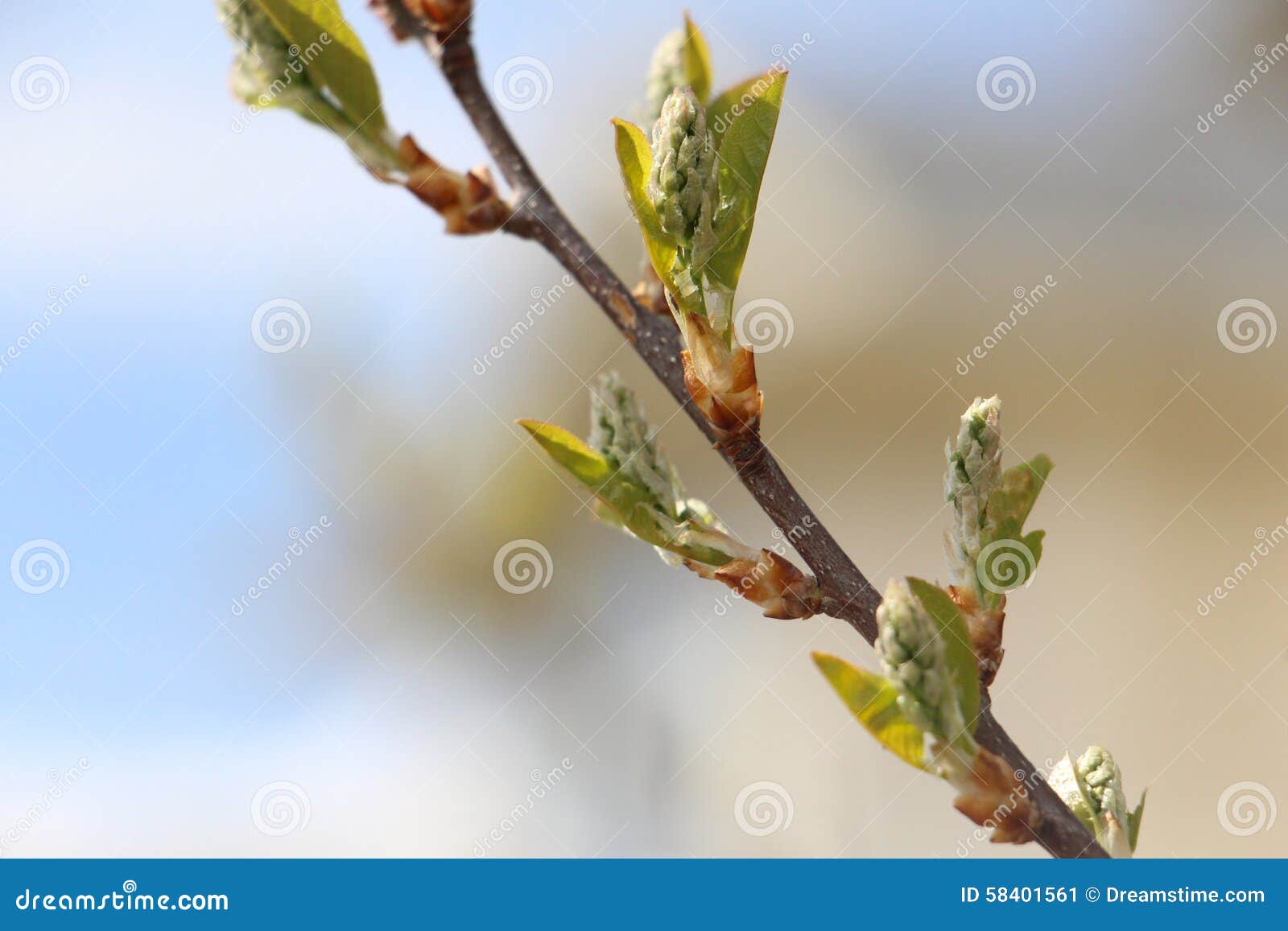 Leafs Sprouting stock image. Image of leafs, branches - 58401561
