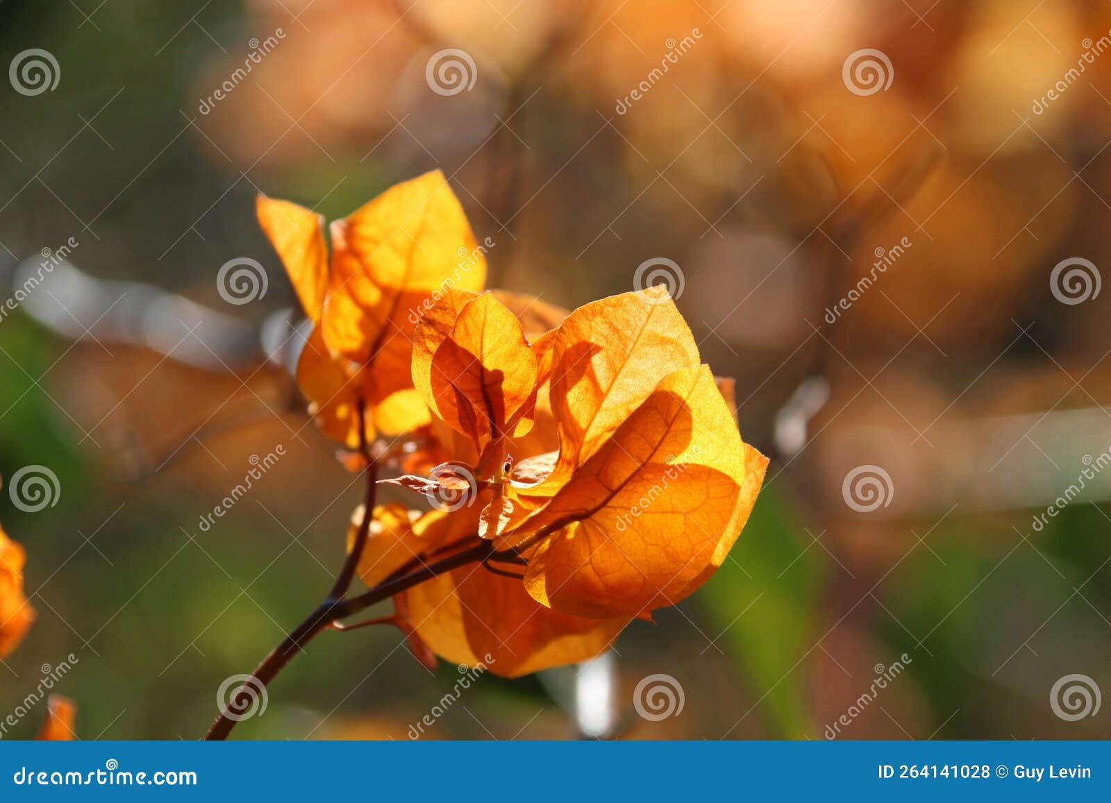 Leafs in Sun Light in the Ottem Stock Photo - Image of beyu, leaf ...