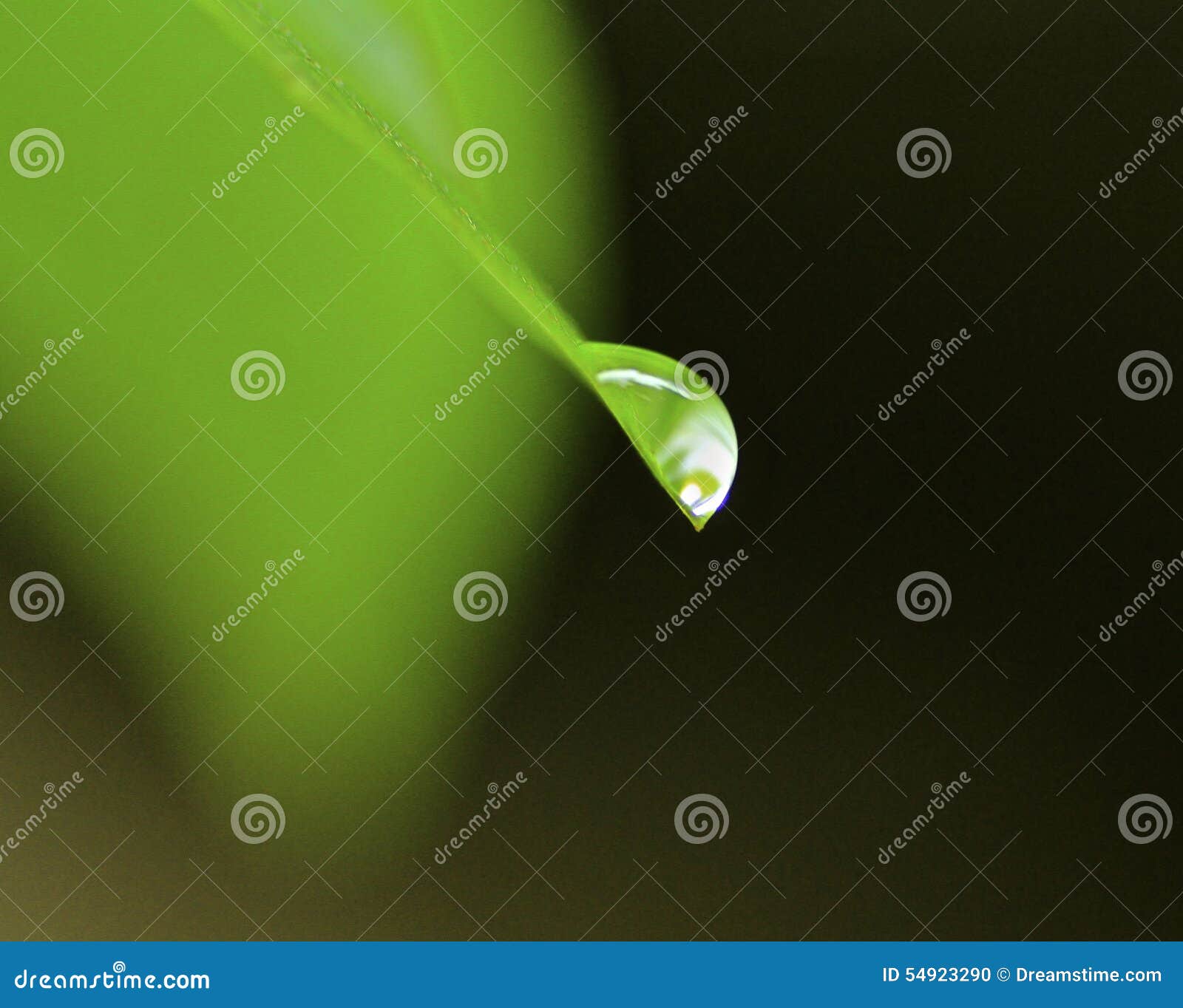 A leafs teardrop stock photo. Image of leaves, plants - 54923290