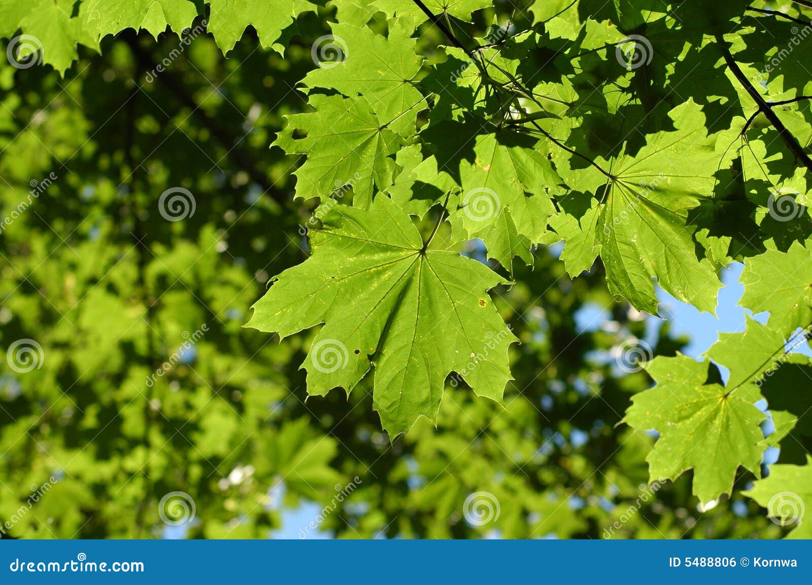 Leafs on tree stock photo. Image of glue, fresh, orange - 5488806
