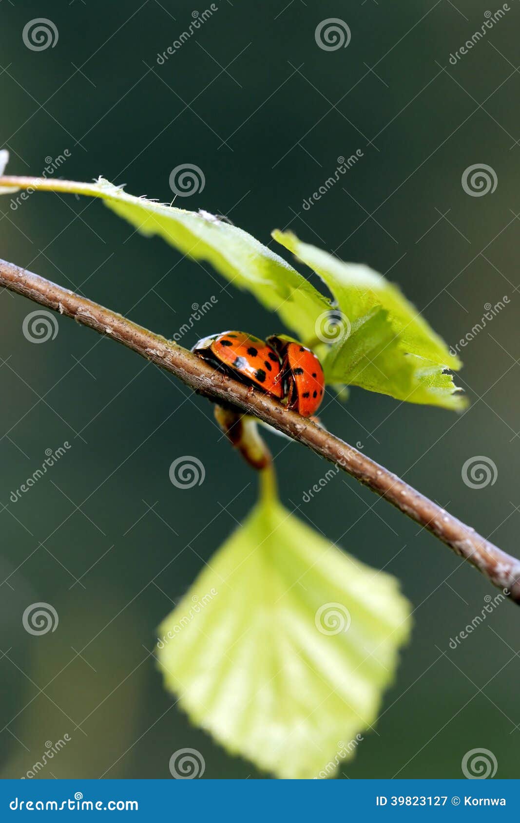 Leafs on tree stock image. Image of spring, separated - 39823127