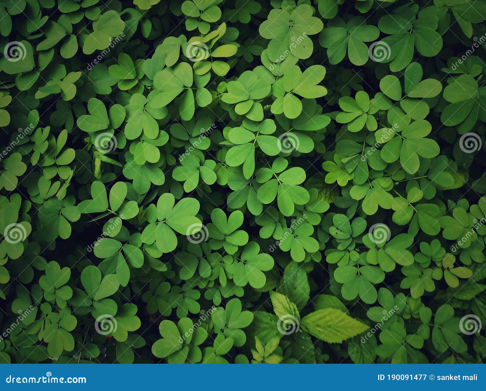 The Leafs are Very Small Plants Bundle it& X27;s Looking Very Beautiful ...