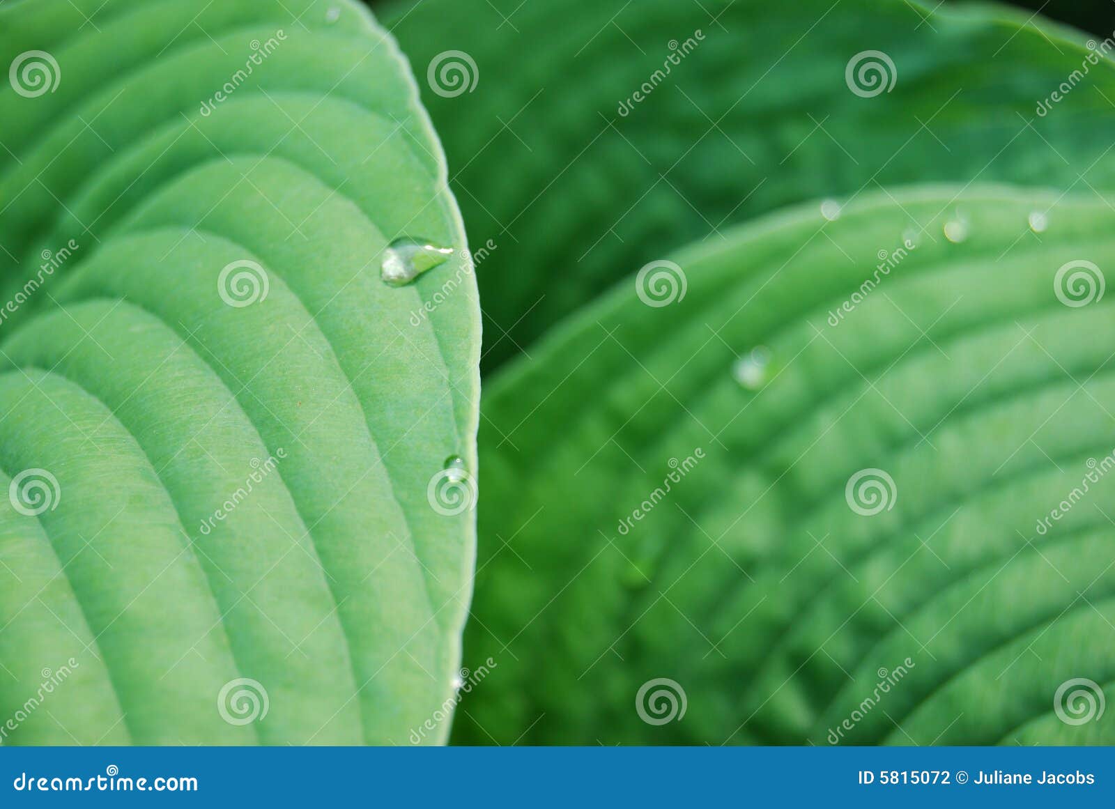 Leafs with waterdrops stock photo. Image of waterdrop - 5815072