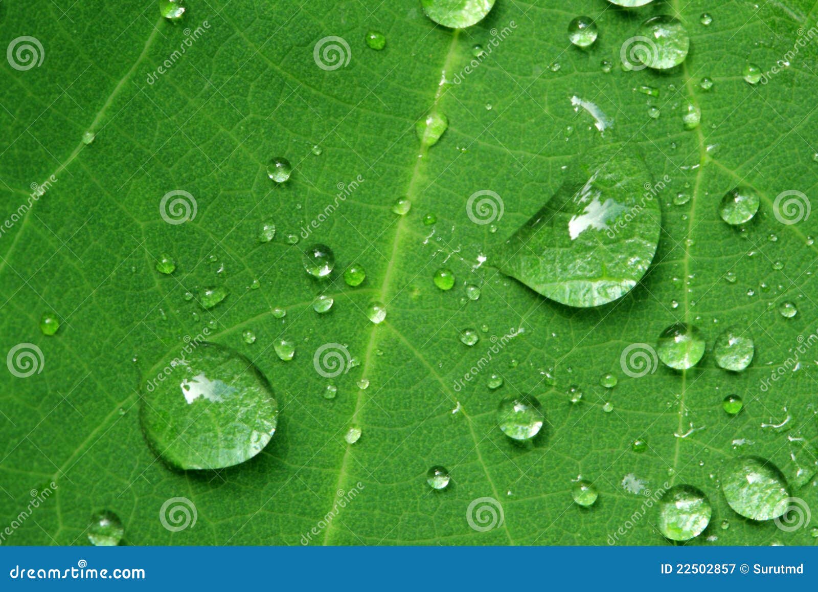 Leaft and the drop stock image. Image of fresh, vein - 22502857