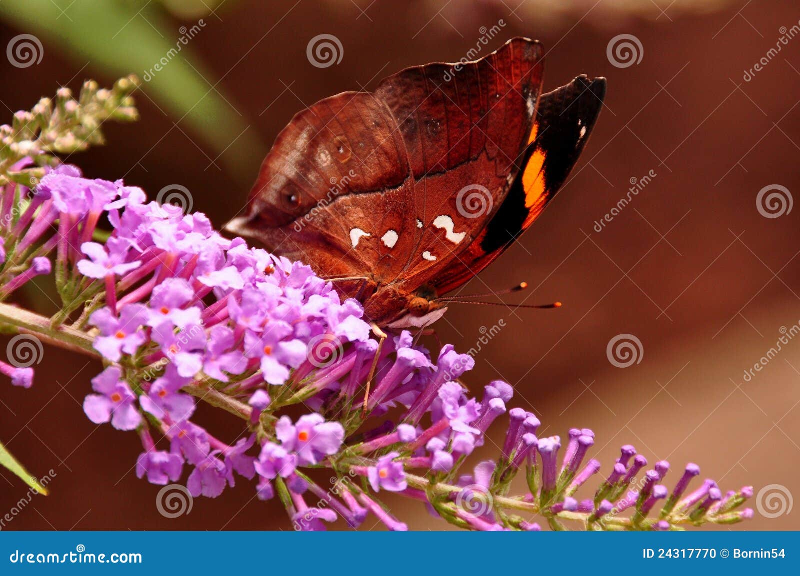 Leafwing Butterfly Portrait. Royalty-Free Stock Photography ...
