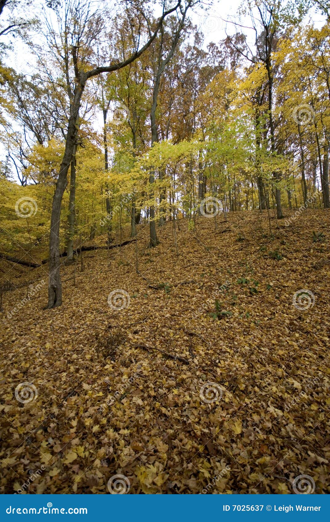 Leafy autumn forest stock image. Image of scenery, flora - 7025637
