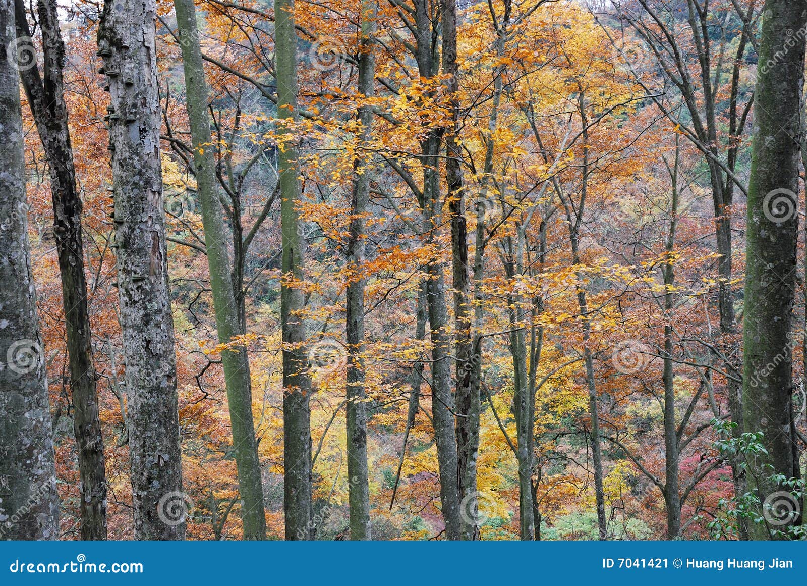Leafy Autumn Trees in Forest Stock Image - Image of coloured, colours ...
