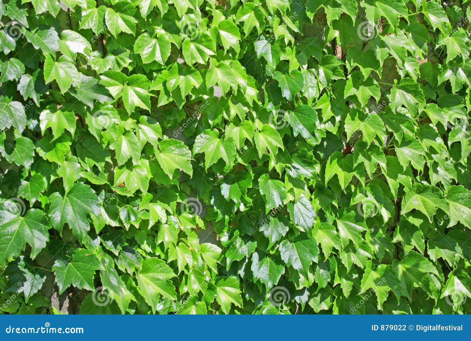 Leafy background stock photo. Image of leaf, geometrical - 879022